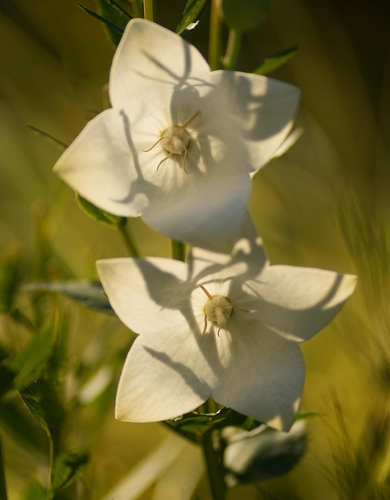 Flowers Balloon White - Free photo on Pixabay