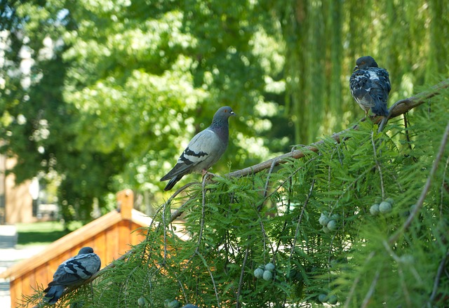 Pigeons Zoo Ecology - Free photo on Pixabay