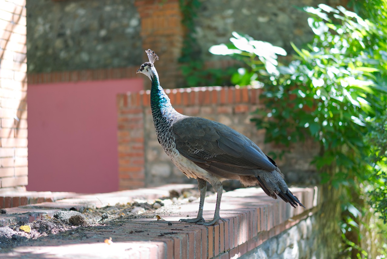 Pavão Animal Jardim Zoológico - Foto gratuita no Pixabay - Pixabay