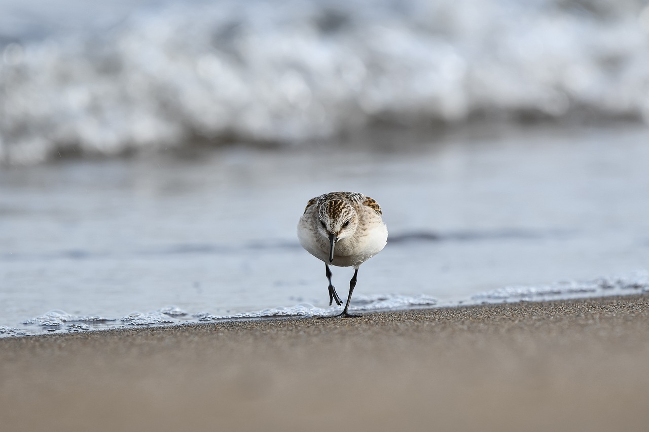 300+ Free Sandpiper & Nature Images - Pixabay