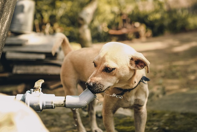 Dog Pet Drinking - Free photo on Pixabay - Pixabay