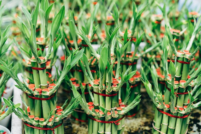 Bambu Kasvi Koriste Onnen - Ilmainen valokuva Pixabayssa - Pixabay