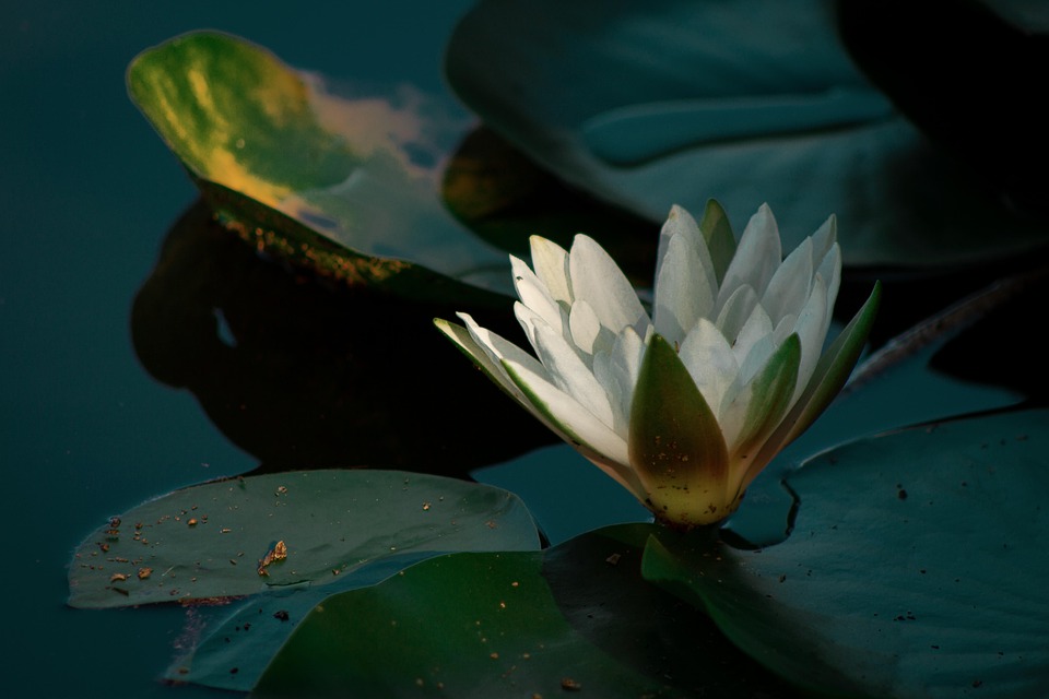 Lotus Feuille De Fleur - Photo gratuite sur Pixabay - Pixabay