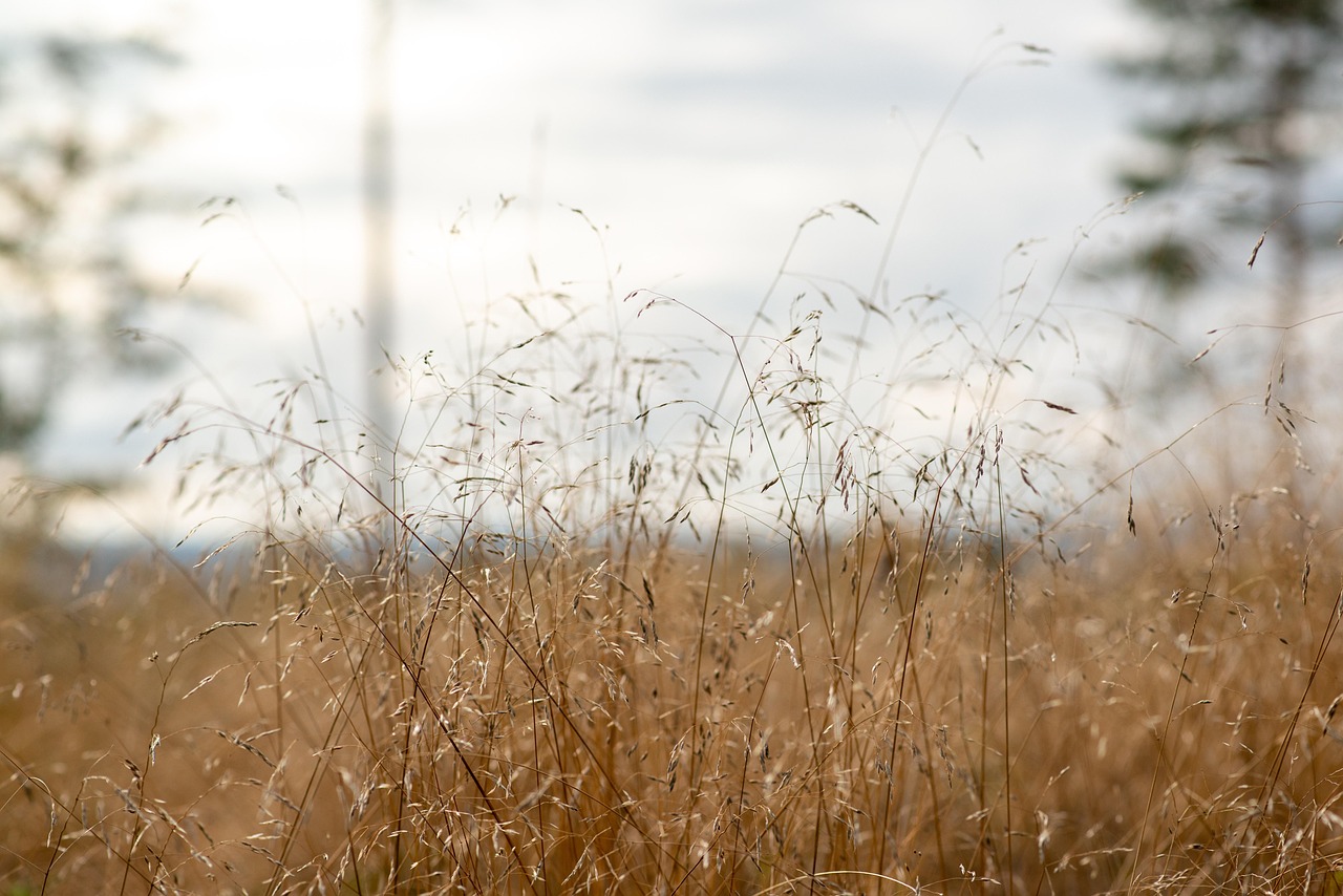 Mid-Autumn Vaisalanmaki Grass - Free photo on Pixabay - Pixabay