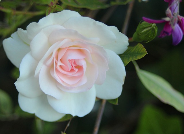 Rosa Blanca Flor - Foto gratis en Pixabay