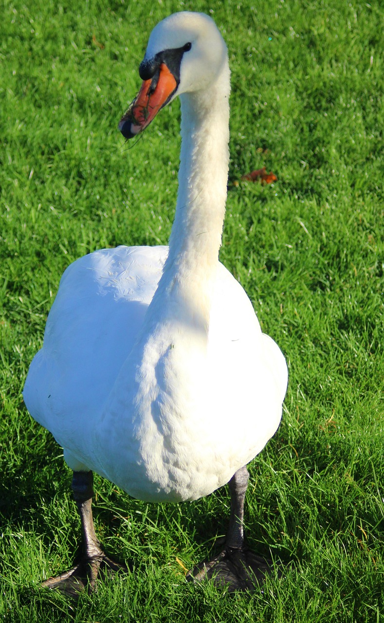 White Swan Mute Water Bird - Free photo on Pixabay - Pixabay