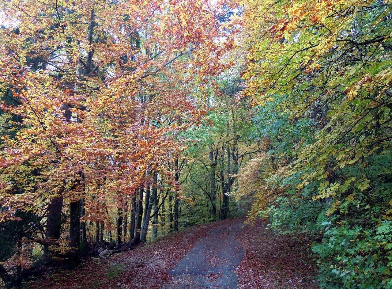 Natureza Floresta Folhas - Foto gratuita no Pixabay - Pixabay