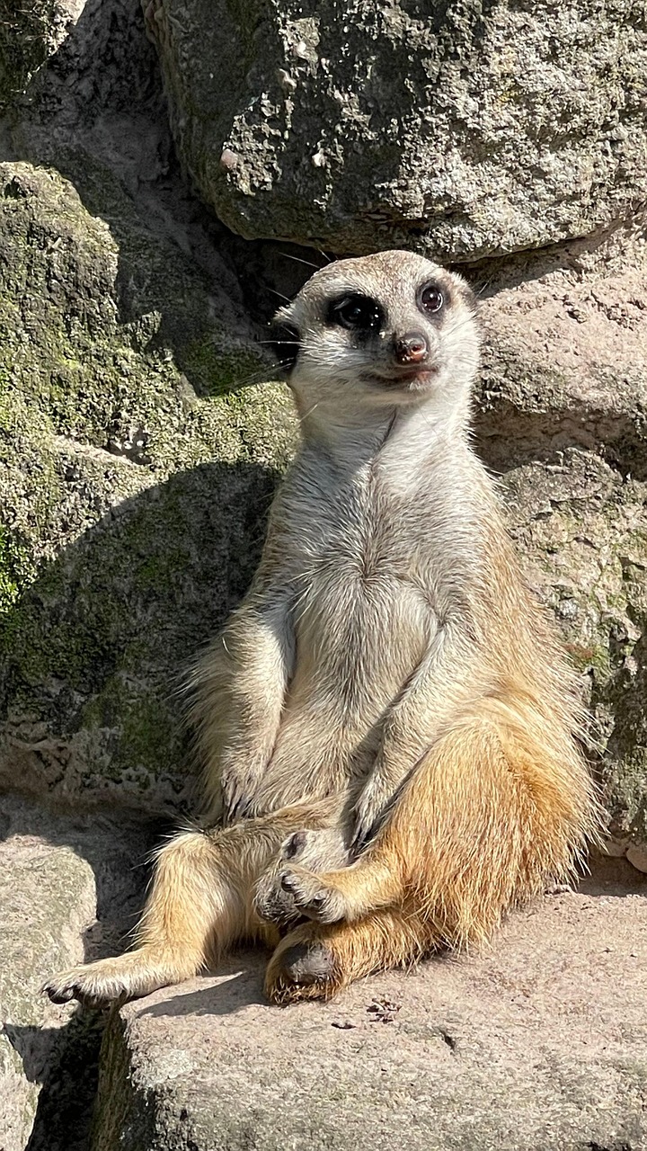 Suricata Animal Animais Selvagens - Foto gratuita no Pixabay - Pixabay