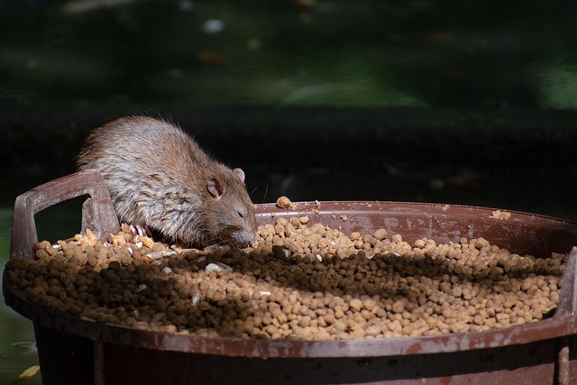 Souris Rat Grain - Photo gratuite sur Pixabay