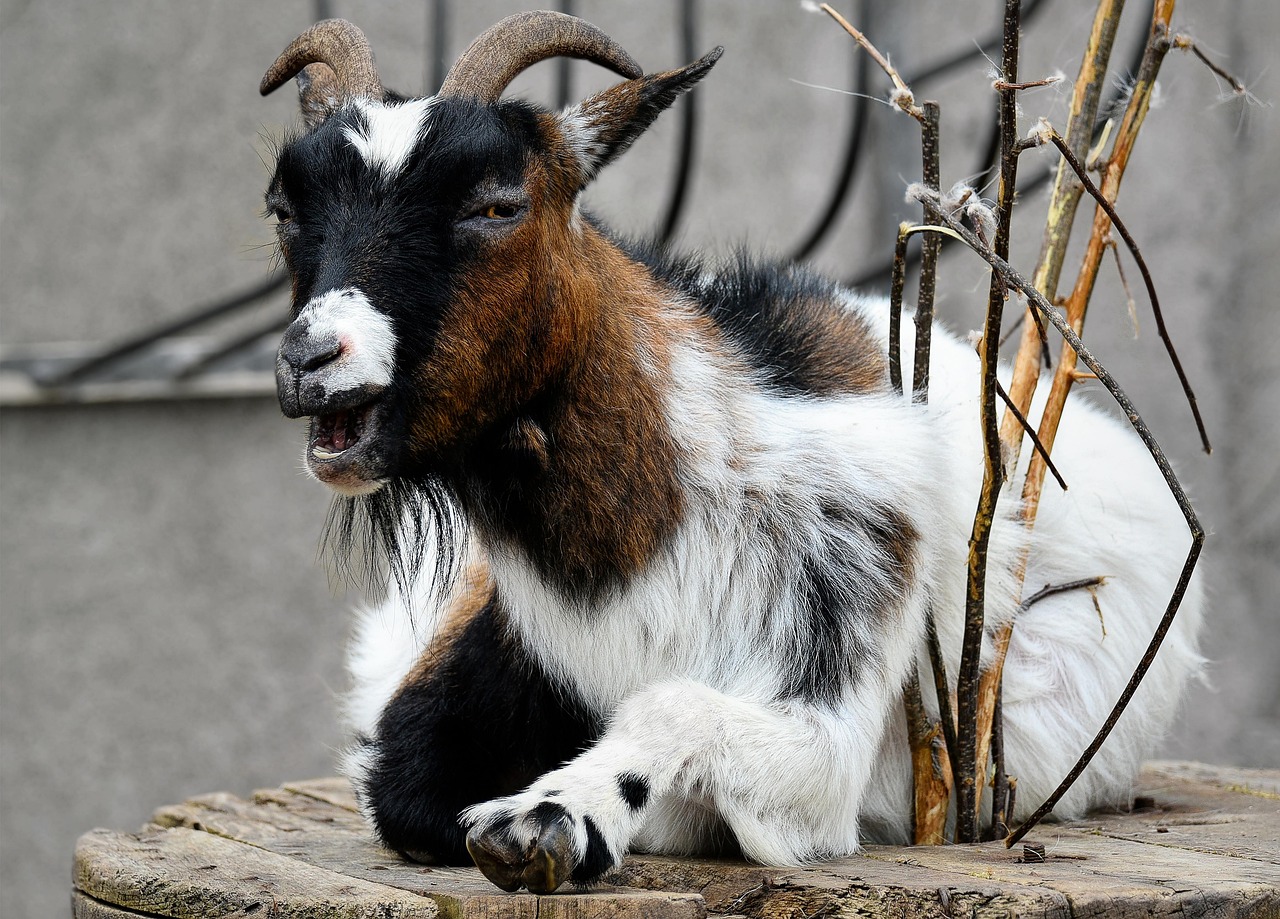 Cabra Pigmea Africana Ganado - Foto gratis en Pixabay - Pixabay