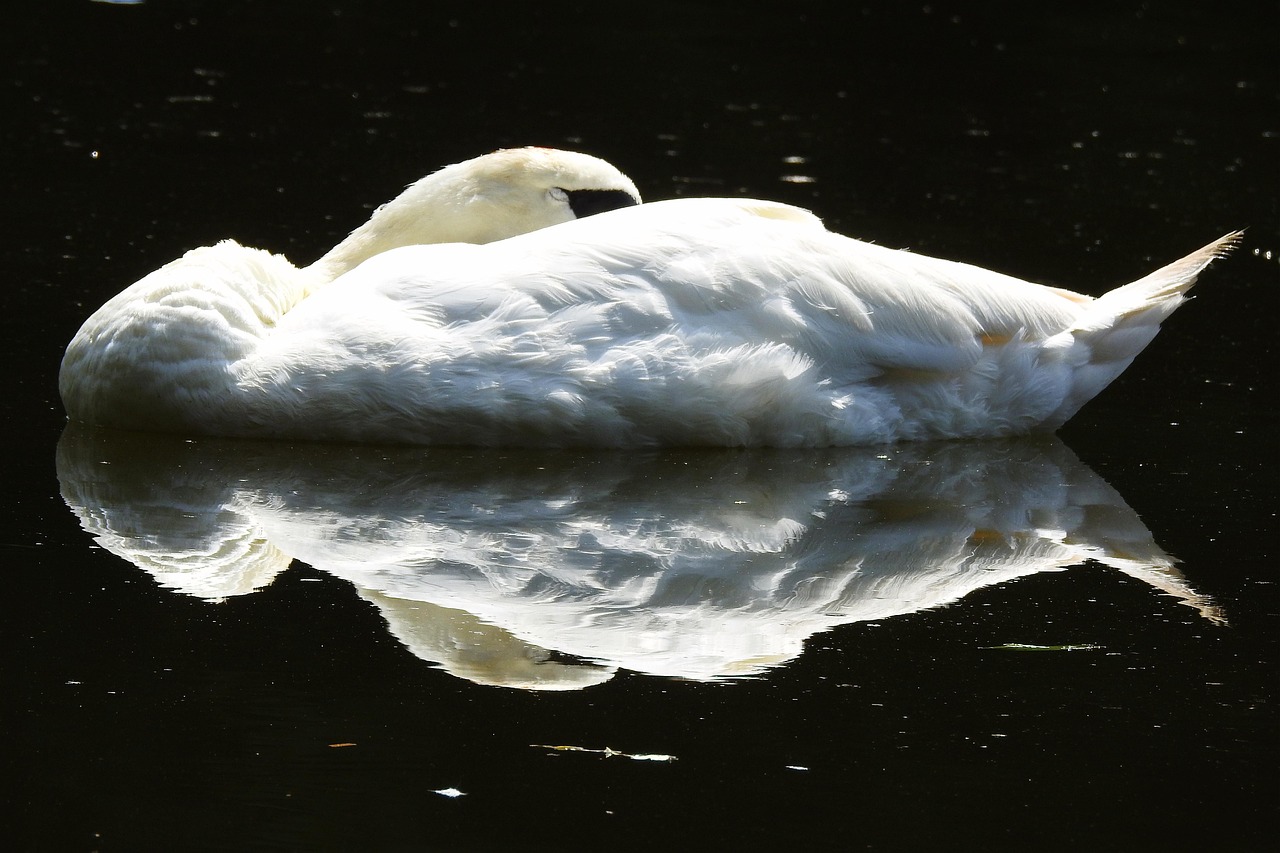 10,000+ Free Swan & Nature Images - Pixabay