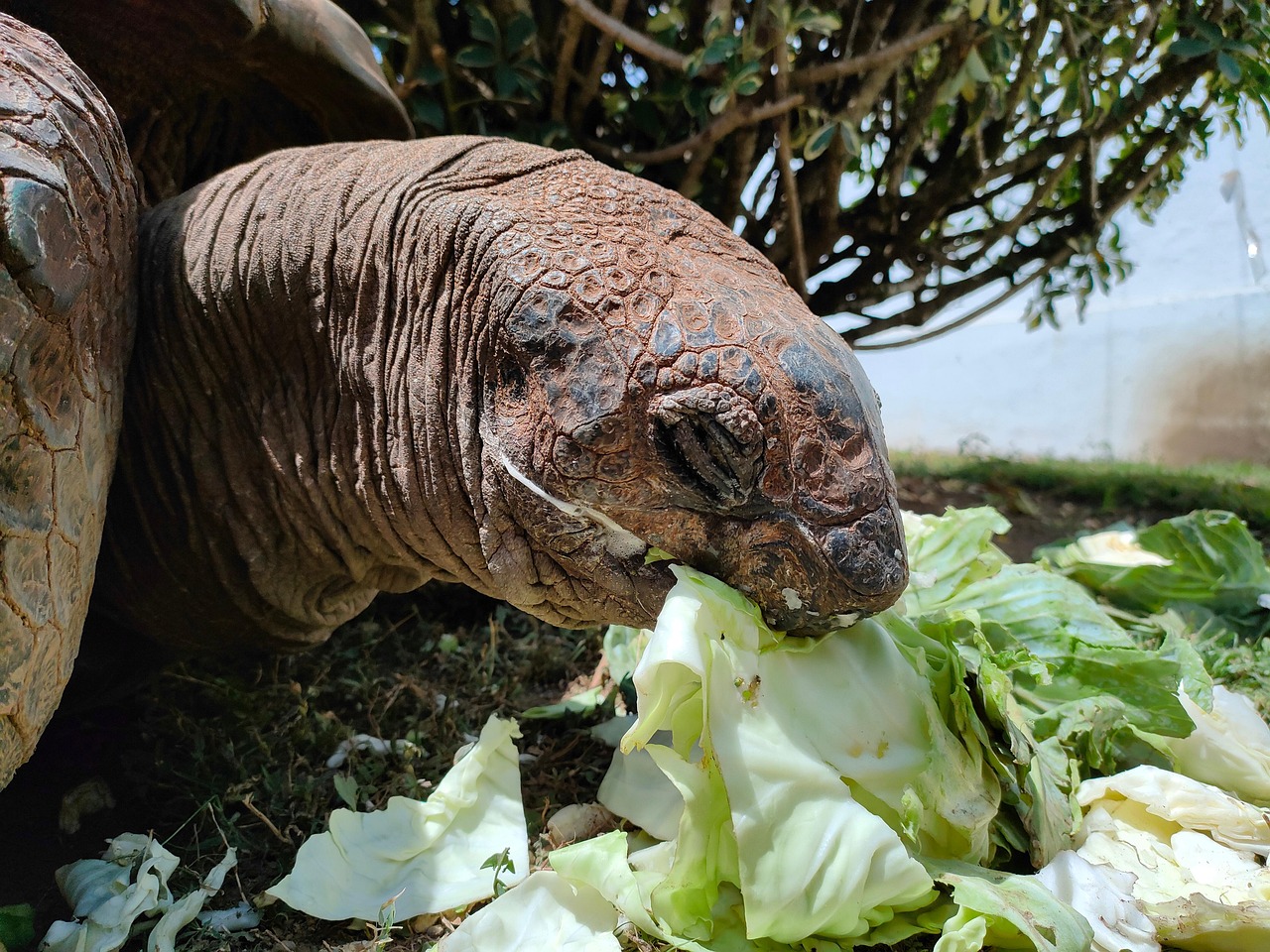 África Tortuga Alimentación - Foto gratis en Pixabay - Pixabay