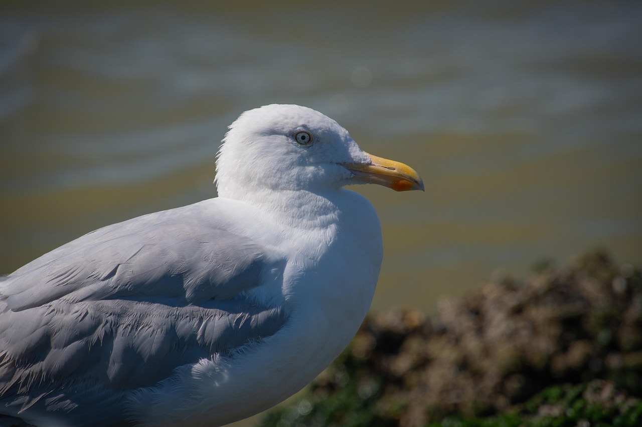 European Herring Gull Beach - Free photo on Pixabay - Pixabay