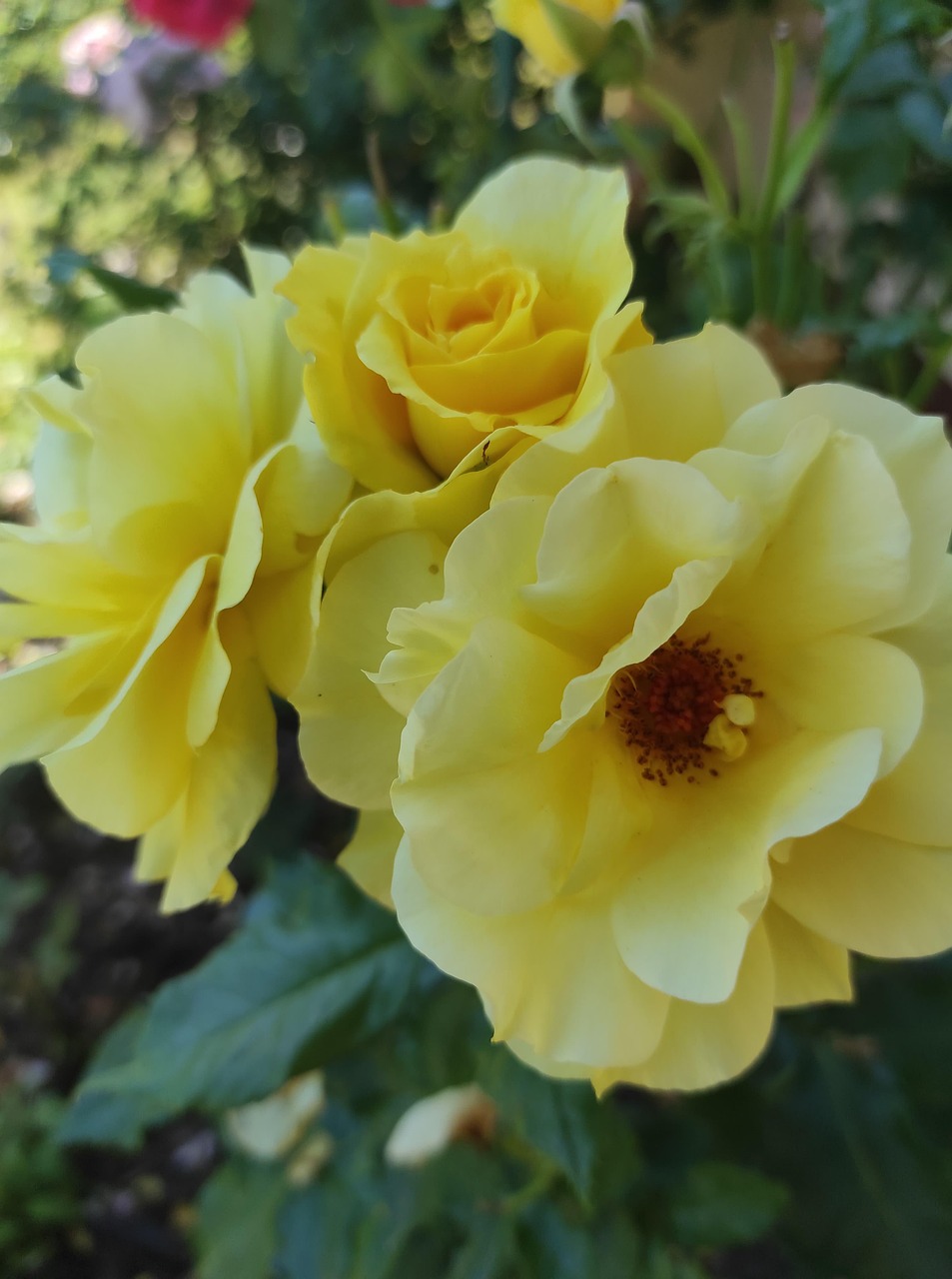 Flower Yelow Nature - Free photo on Pixabay - Pixabay