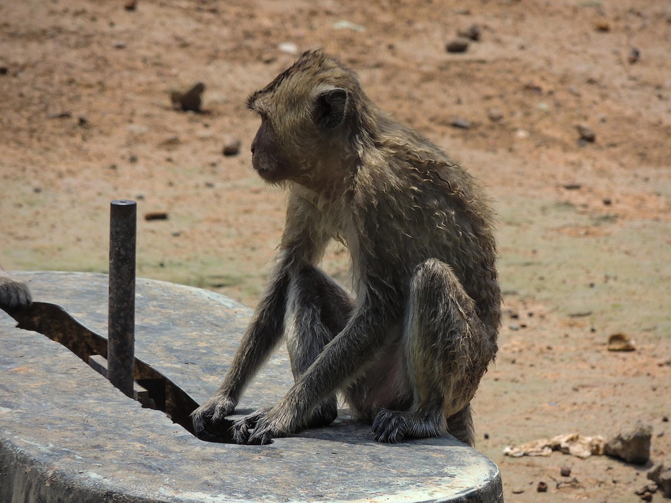 Ape Alene Lei Seg - Gratis foto på Pixabay - Pixabay