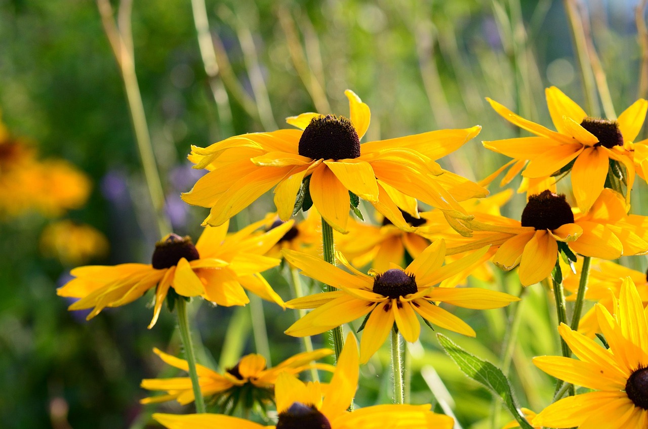 500,000+ Free Black Eyed Susan Flower & Nature Images - Pixabay
