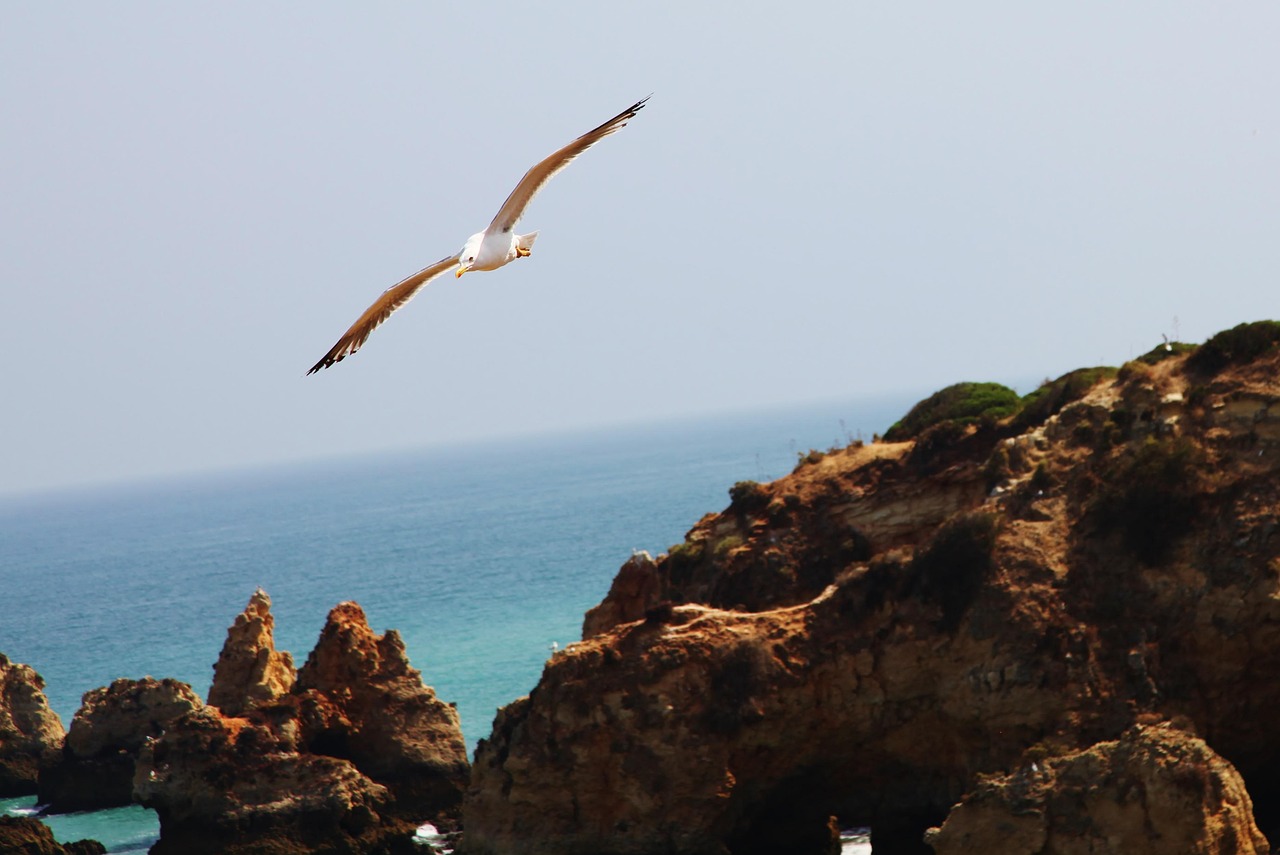 Portugal Ocean Seagull - Free photo on Pixabay - Pixabay