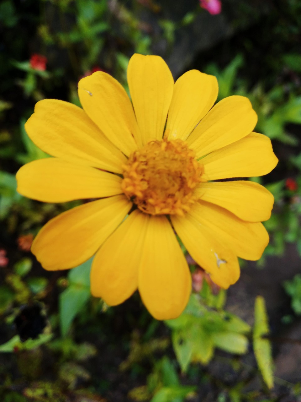 Petals Yellow Nature To - Free photo on Pixabay - Pixabay