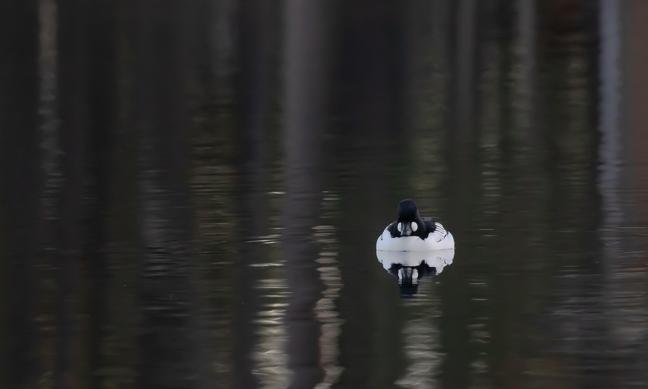 Bird Lake Bucephalaclanqula - Free photo on Pixabay - Pixabay