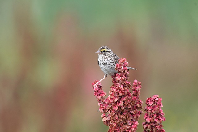 Savannah Sparrow Bird Nature - Free photo on Pixabay - Pixabay