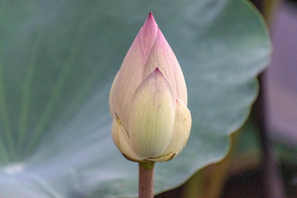 Flower Bud Lotus Water - Free photo on Pixabay - Pixabay