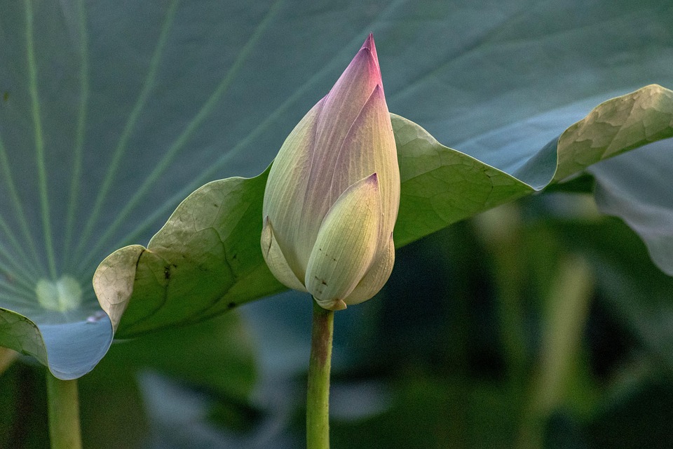 Lotus Bud - Free photo on Pixabay - Pixabay