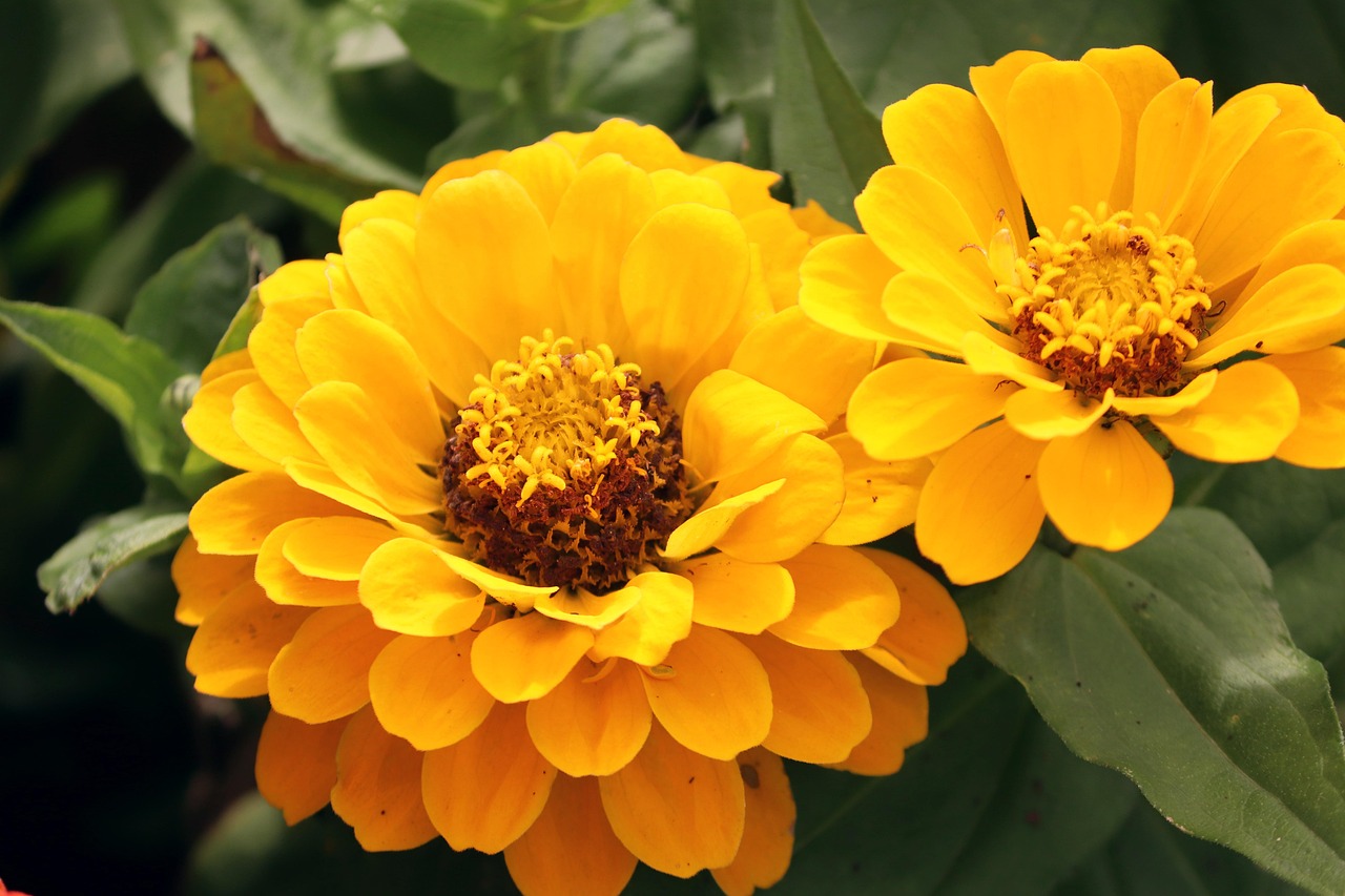 Zinnia Yellow - Free photo on Pixabay