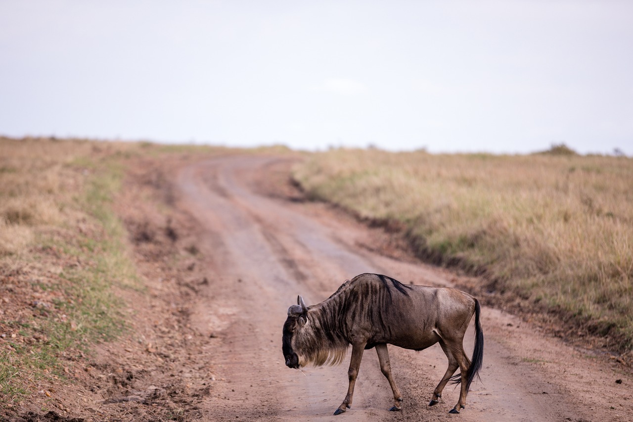 300+ Free Wildebeest & Nature Photos - Pixabay