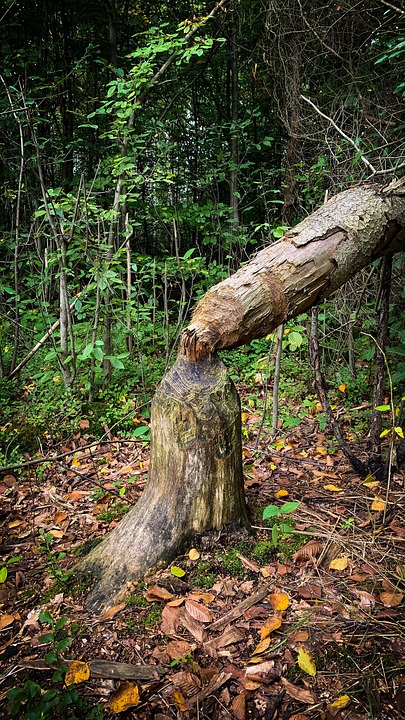Wood Tree Beaver Cut - Free photo on Pixabay