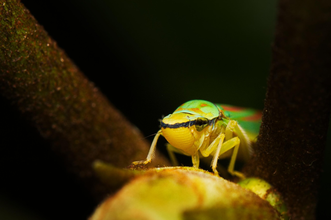 Insecte Cigale De - Photo gratuite sur Pixabay - Pixabay