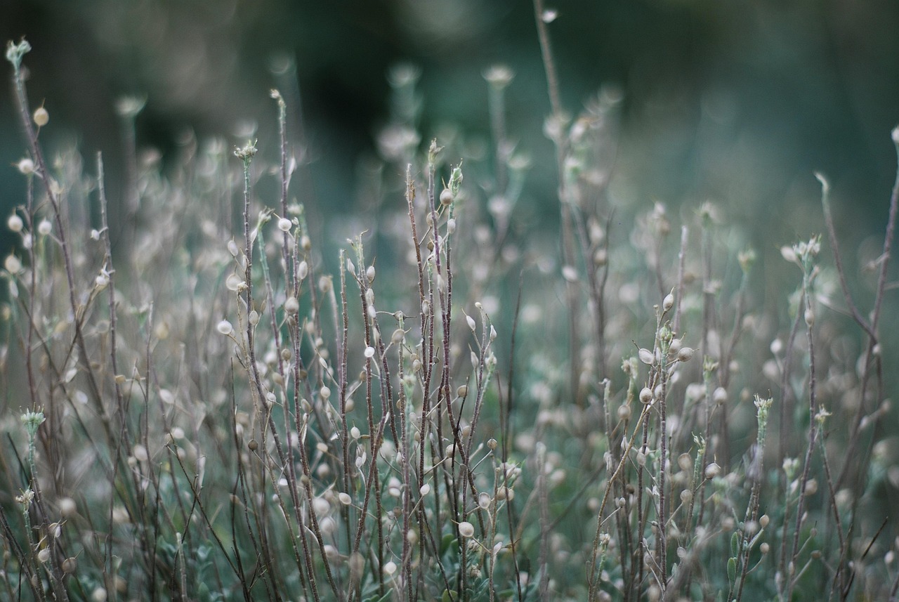 Plantas Prado Naturaleza - Foto gratis en Pixabay - Pixabay
