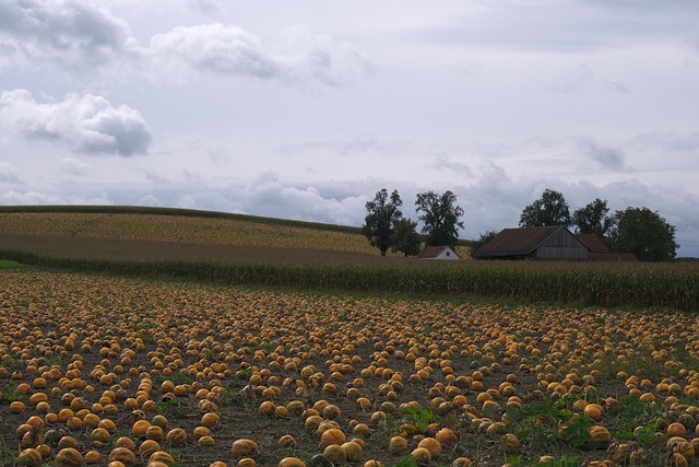 Pumpkins Pumpkin Field Agriculture - Free photo on Pixabay - Pixabay