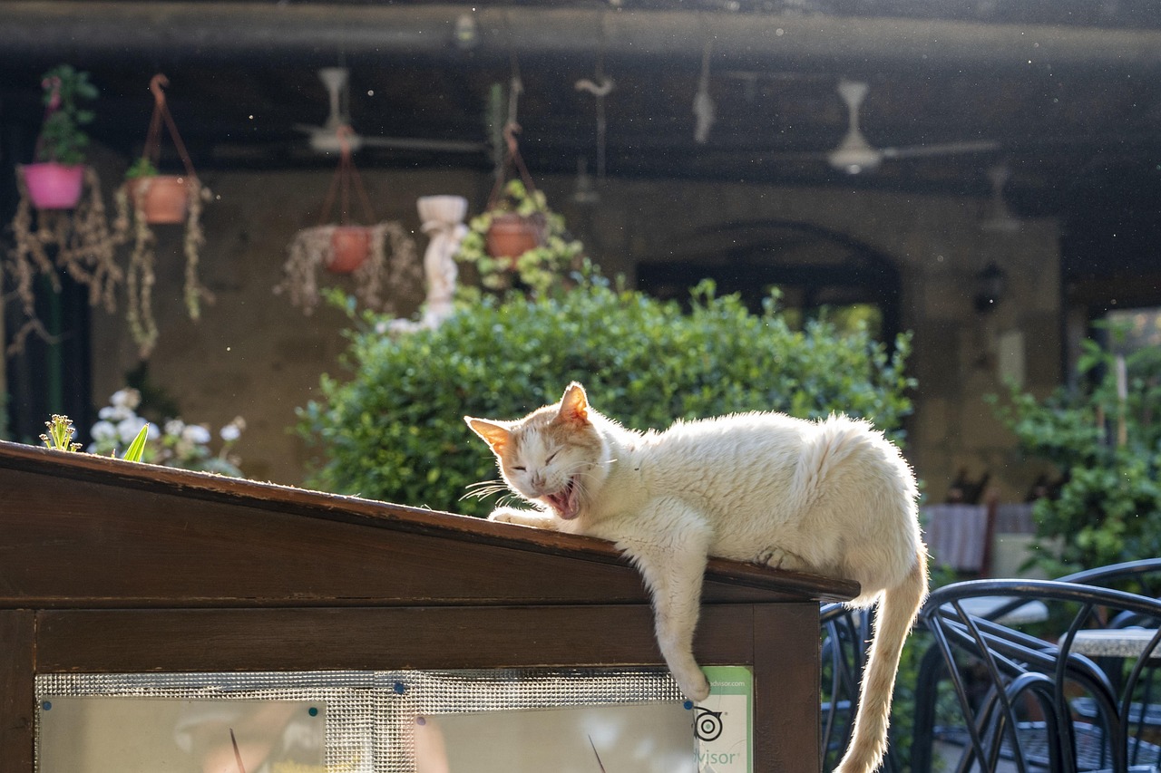 Kucing Menguap Luar - Foto gratis di Pixabay - Pixabay