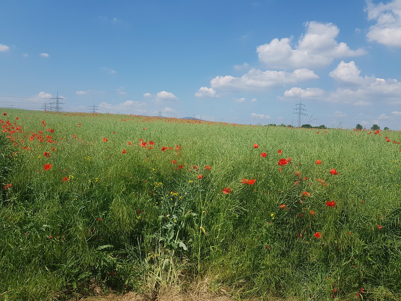 Poppies Alam Padang Rumput Bunga - Foto gratis di Pixabay - Pixabay