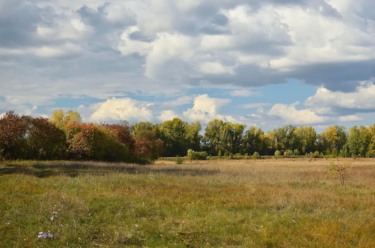 Parque Árboles Bosque - Foto gratis en Pixabay - Pixabay