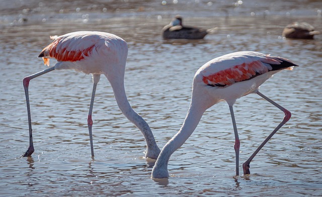 700+ kostenlose Flamingos und Natur-Bilder - Pixabay