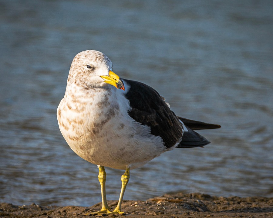Mouette Oiseau Plage - Photo gratuite sur Pixabay - Pixabay