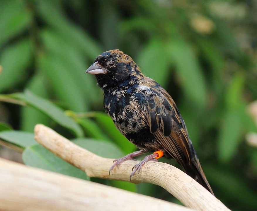 Blue-Black Grassquit Bird Animal - Free photo on Pixabay