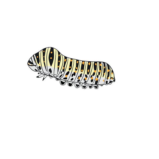 Plus de 30 images de Chenille Dessin et de Chenille - Pixabay
