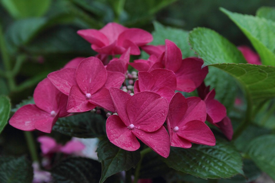 Hydrangea Bunga Tanaman - Foto gratis di Pixabay