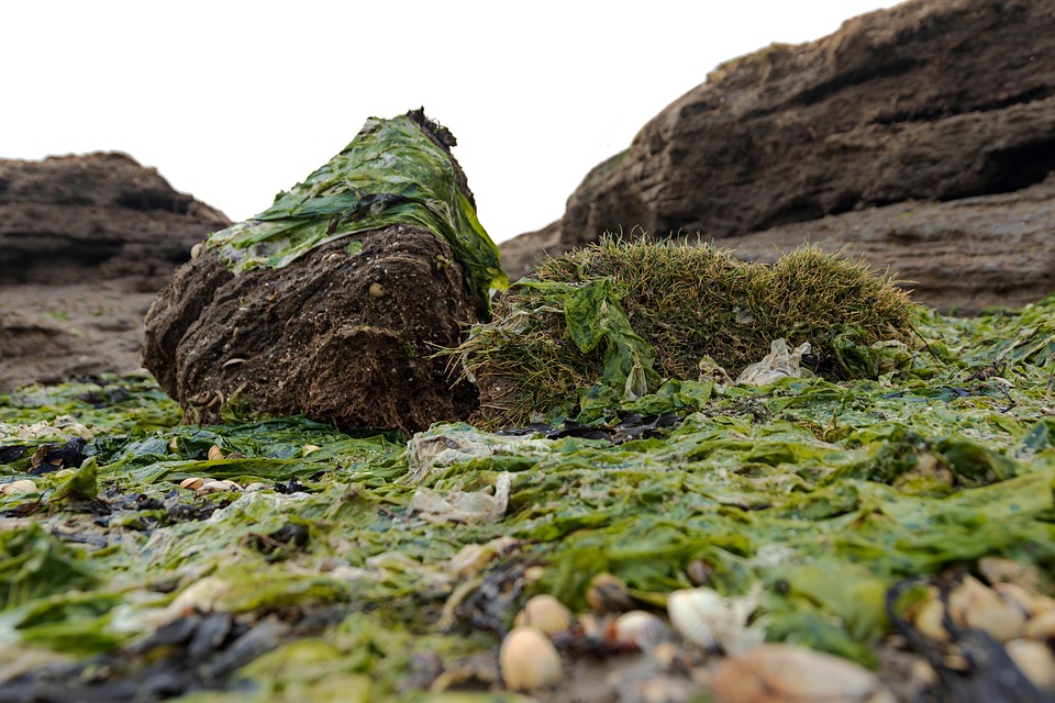Beach Moss Algae - Free photo on Pixabay