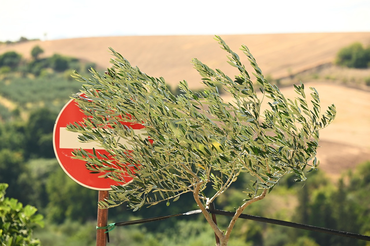 Olive Tree One Way Street Signs - Free photo on Pixabay - Pixabay