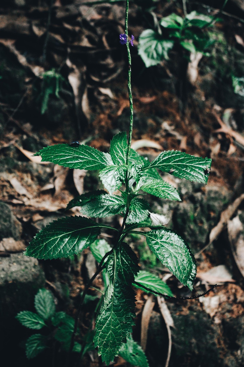 Folhas Planta Natureza - Foto gratuita no Pixabay - Pixabay