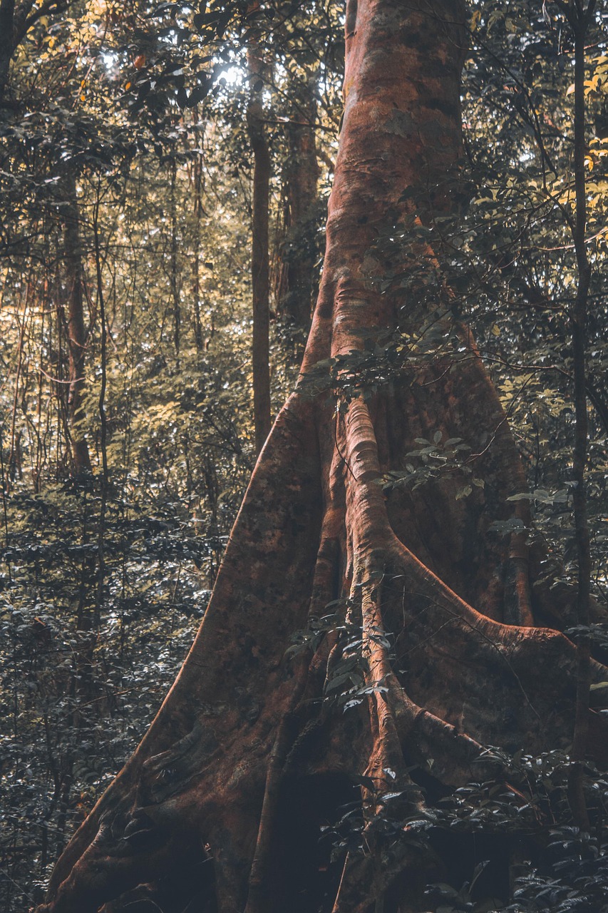 Árbol Bosque Raíces - Foto gratis en Pixabay