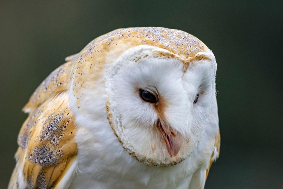 Barn Owl Bird - Free photo on Pixabay - Pixabay