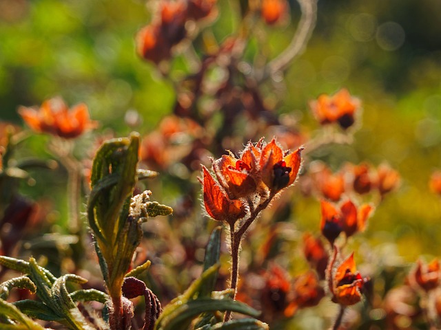 Blumen Orange Garten - Kostenloses Foto auf Pixabay - Pixabay