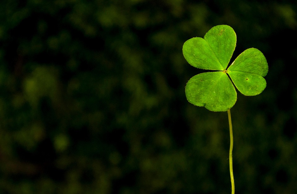 Trevo Natureza Planta - Foto gratuita no Pixabay - Pixabay