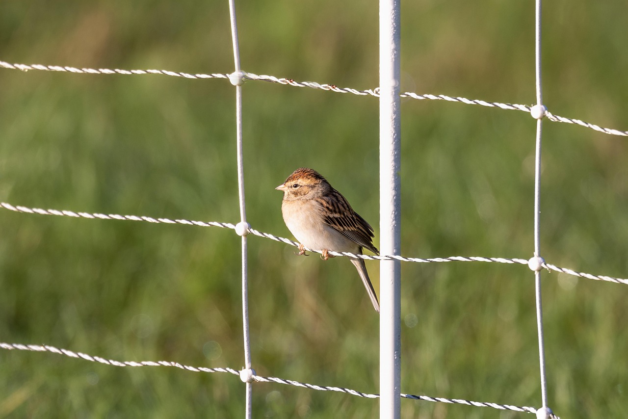 House Finch Bird Animal - Free photo on Pixabay - Pixabay