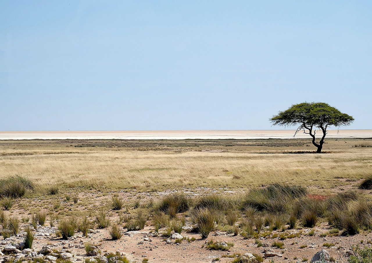África Namibia Estepe - Foto gratuita no Pixabay - Pixabay