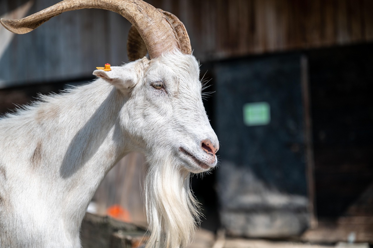 Cabras Saanen En Bérgamo
